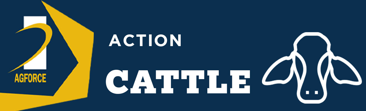 ACTION Cattle 12 Aug · AgForce · Advancing Rural Queensland